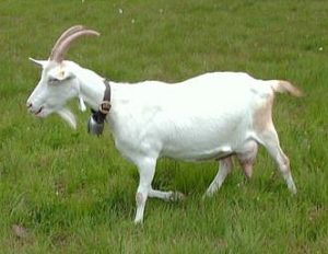 Saanen Goat Breed Information | Modern Farming Methods